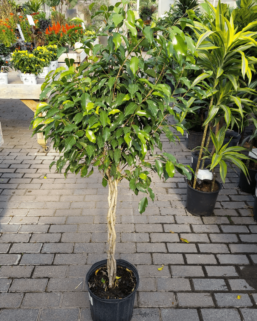 Discover the Stunning Beauty of Ficus Starlight - Faizan Farms