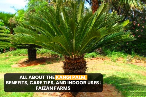 All About the Kangi Palm: Benefits, Care Tips, and Indoor Uses : faizan ...
